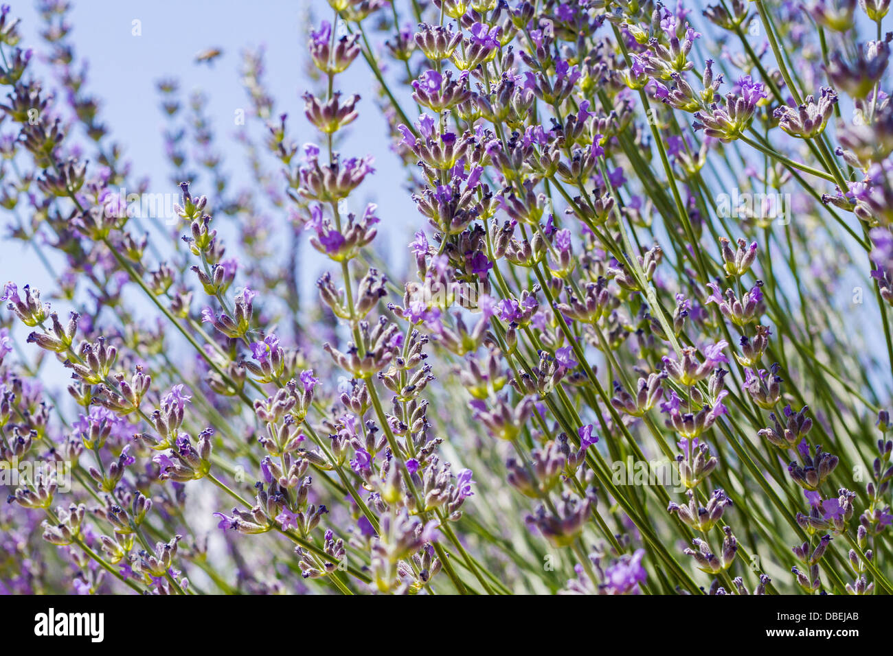 Lavender in full bloom on lavender farm Stock Photo - Alamy