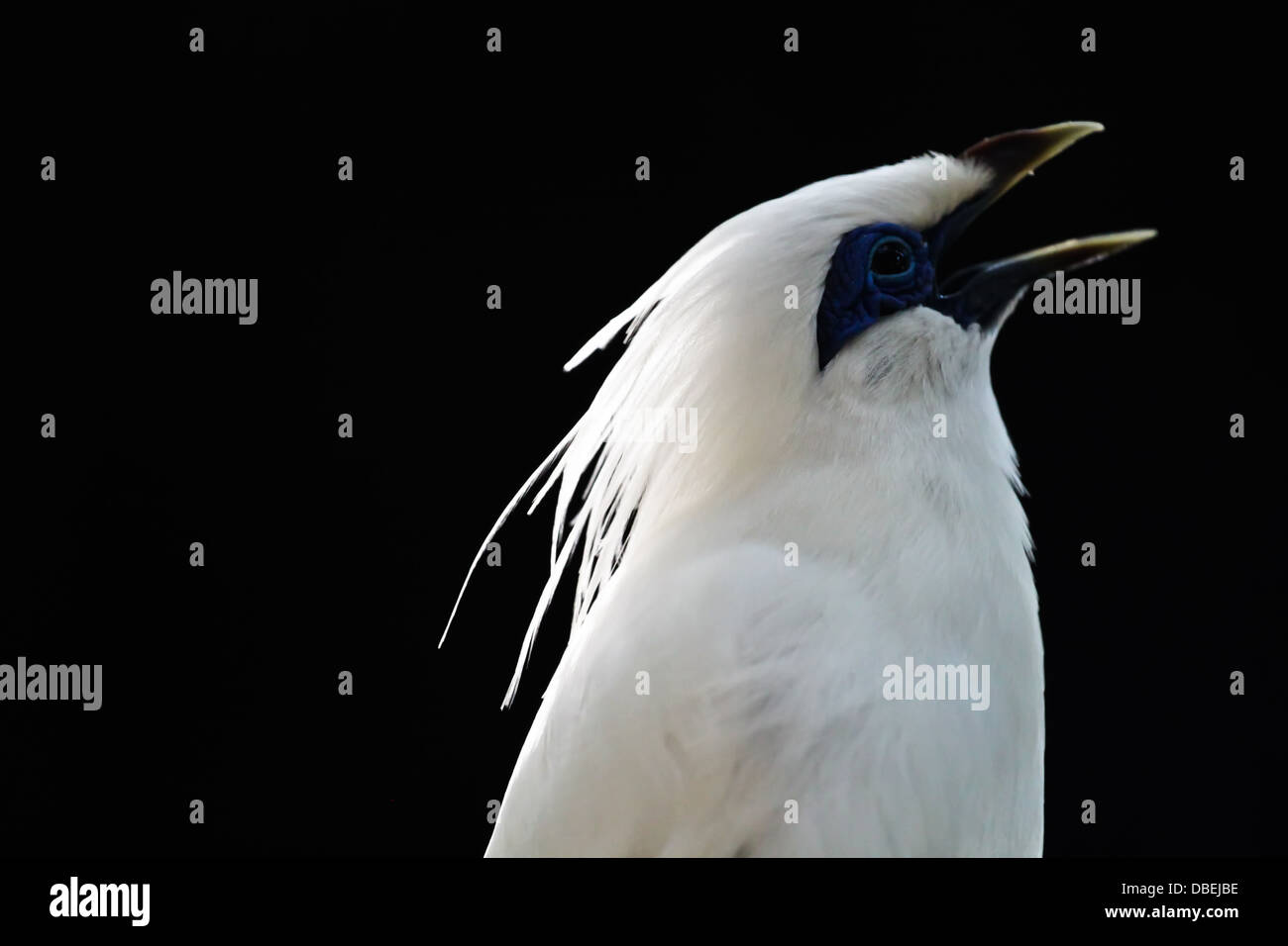 Bali starling hi-res stock photography and images - Alamy