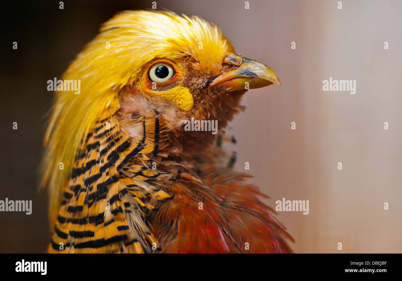 Golden pheasant chinese pheasant chrysolophus pictus hi-res stock ...