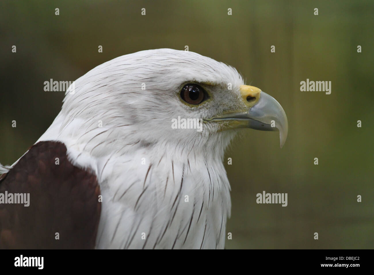 Java eagle hi-res stock photography and images - Alamy