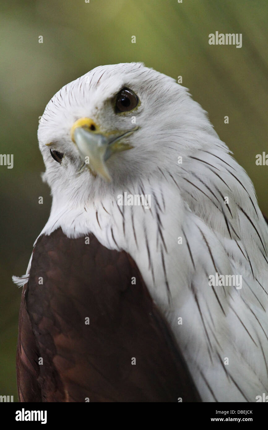 Java eagle hi-res stock photography and images - Alamy