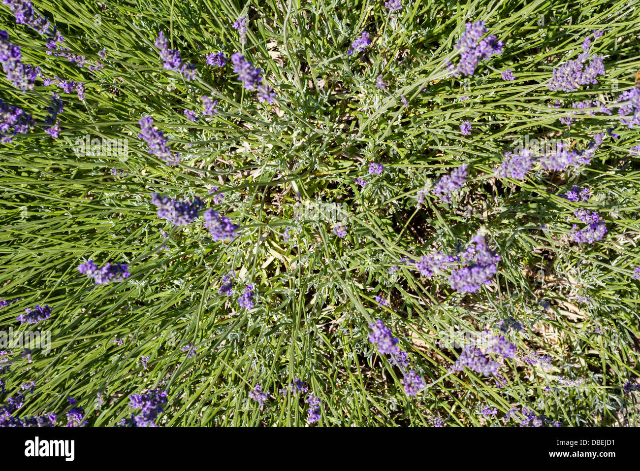 Lavender in full bloom on lavender farm Stock Photo - Alamy