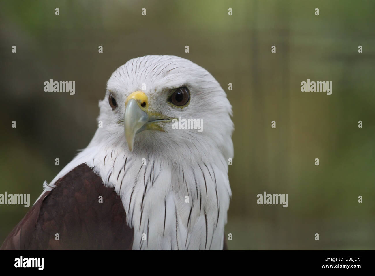 Java eagle hi-res stock photography and images - Alamy