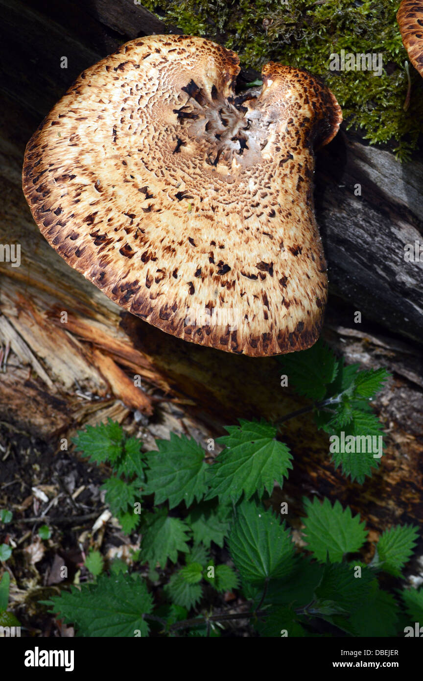 Dryad's Saddle (Polyporus Squamosus) on a rotten tree stump next to ...
