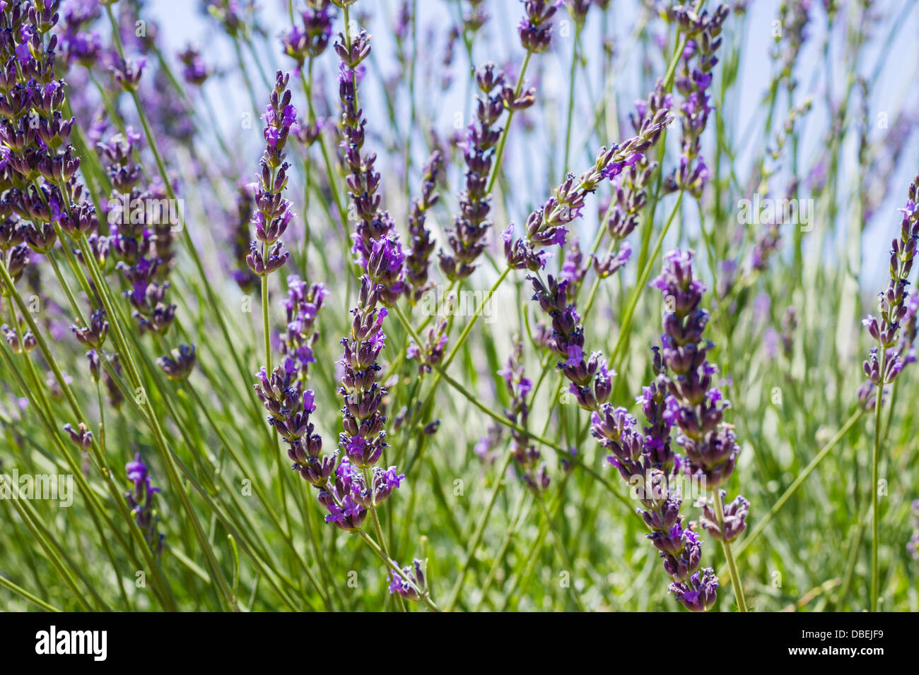 Lavender in full bloom on lavender farm Stock Photo - Alamy