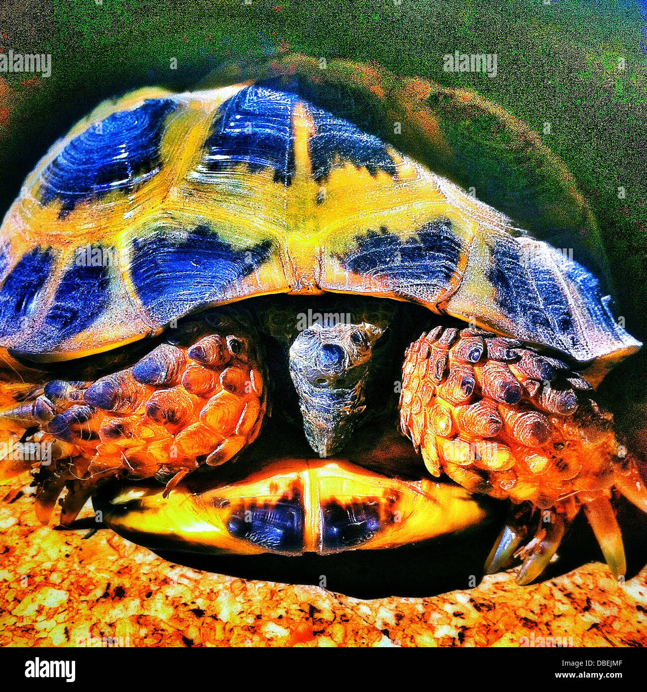 Russian box tortoise hi-res stock photography and images - Alamy