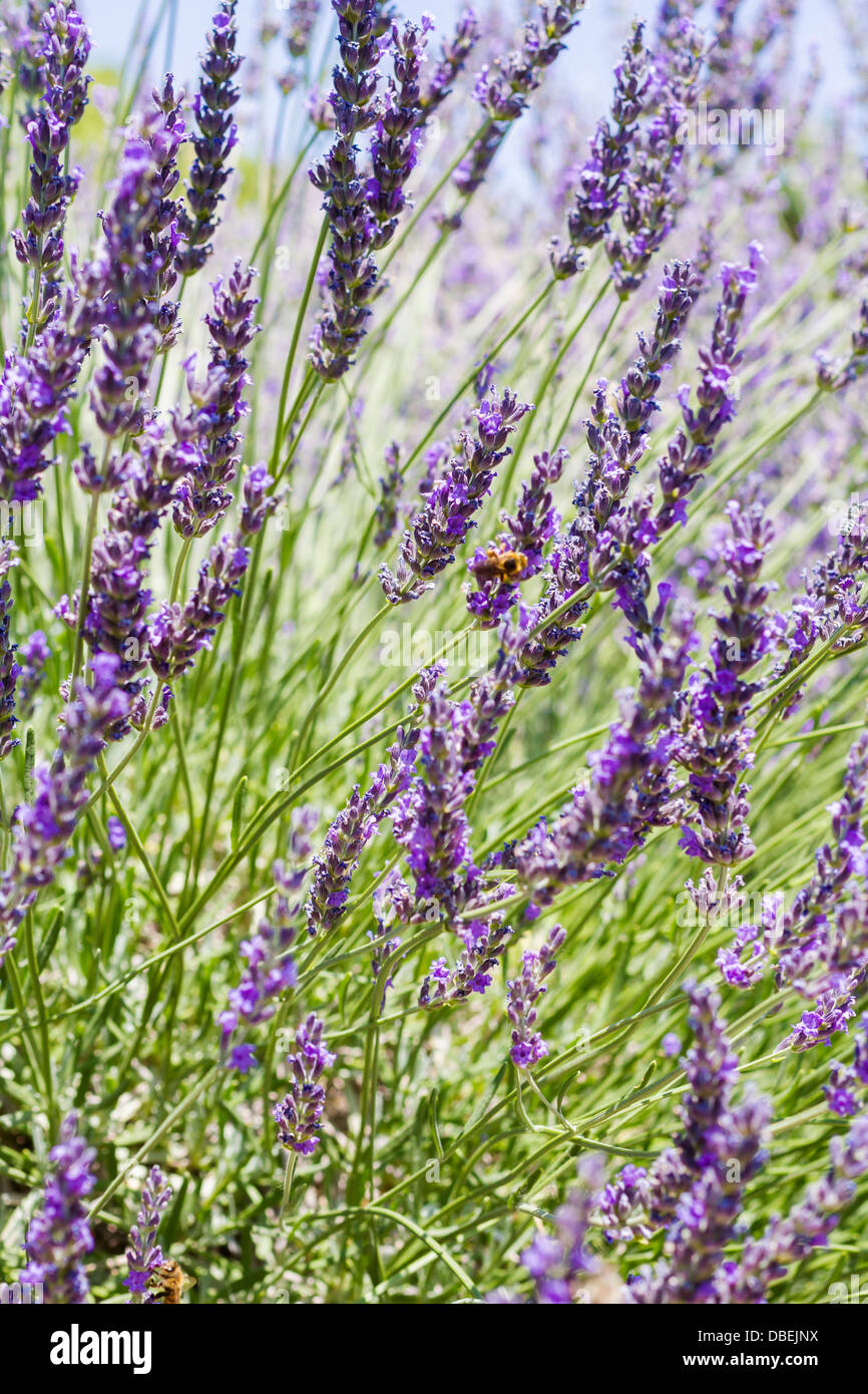 Lavender in full bloom on lavender farm Stock Photo - Alamy