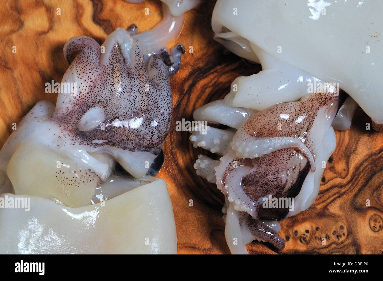 Cuttlefish tentacles hi-res stock photography and images - Alamy