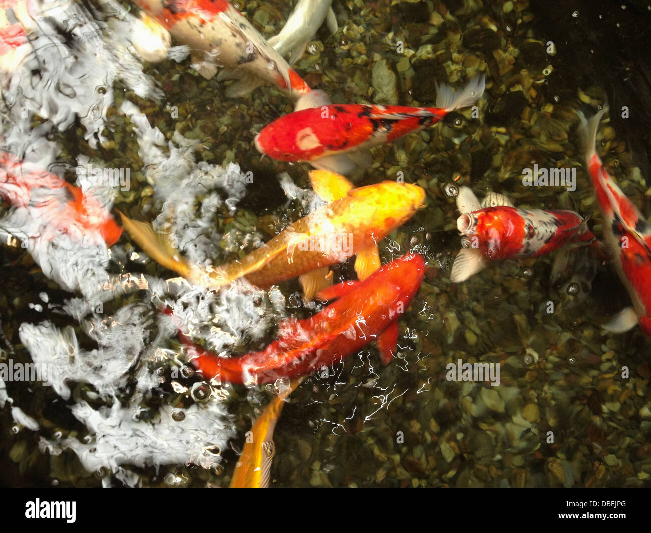 Carp fish swimming in pond Stock Photo - Alamy