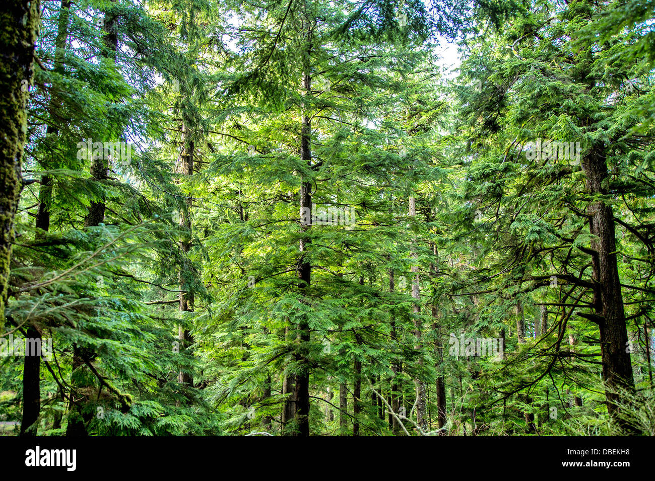 Trees growing in green forest Stock Photo - Alamy