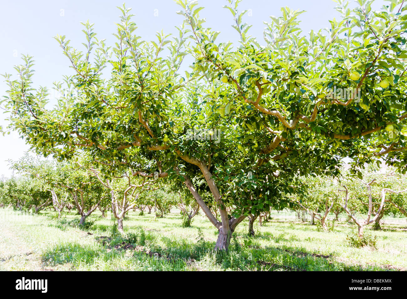 Apple orchard with view of buttes Stock Photo - Alamy