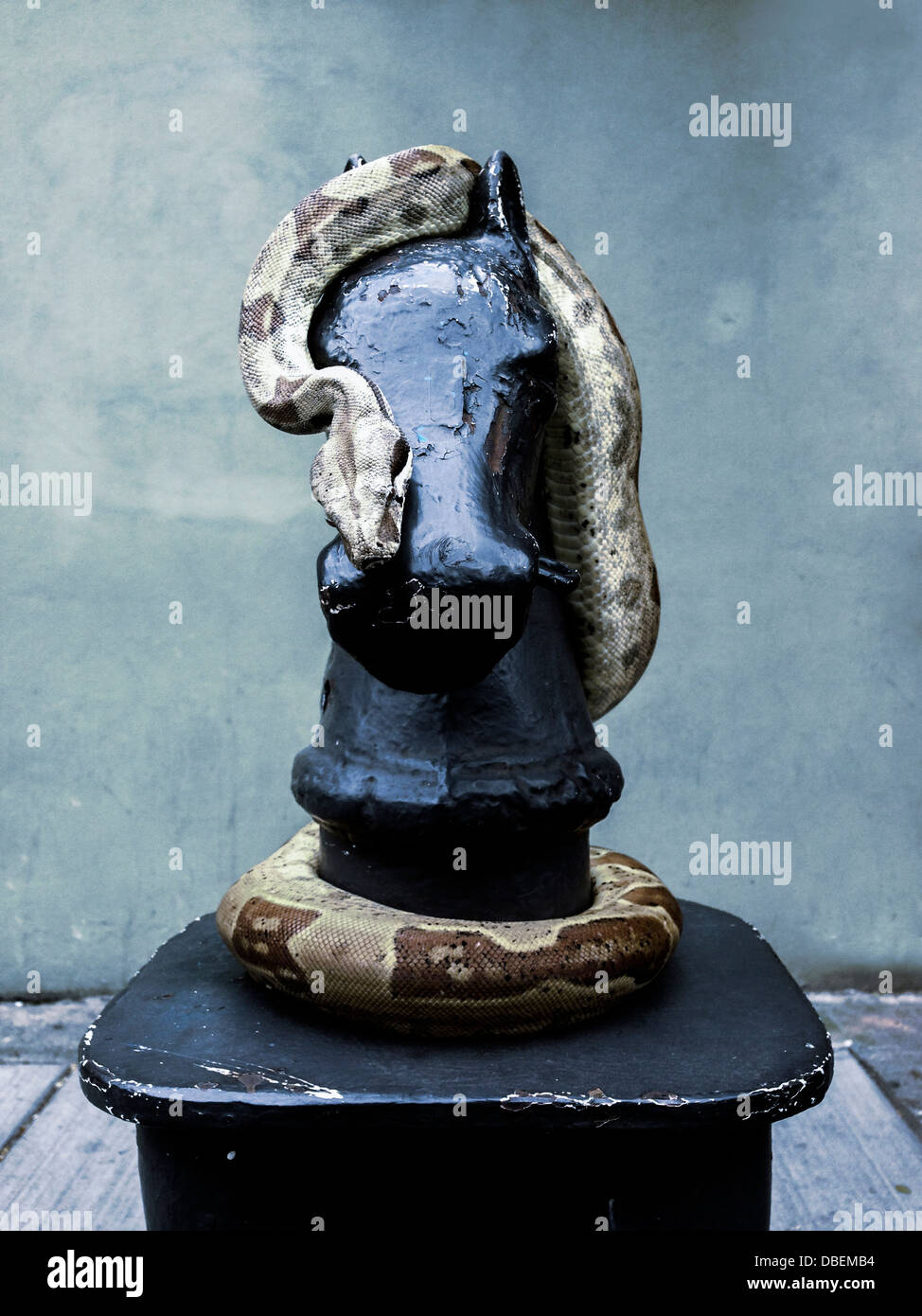 Coiling snake hi-res stock photography and images - Alamy