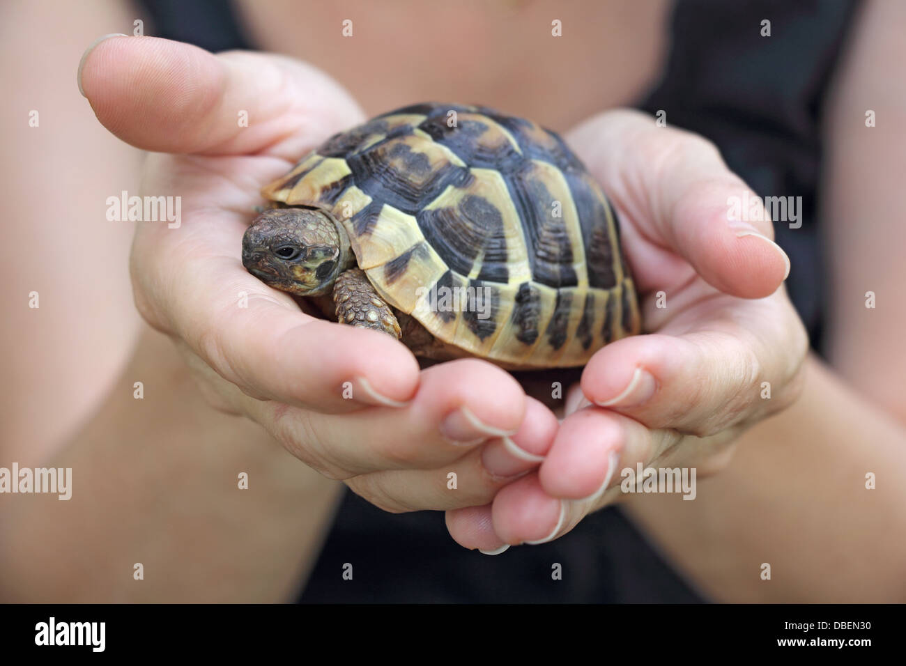 Little Turtles As Pets