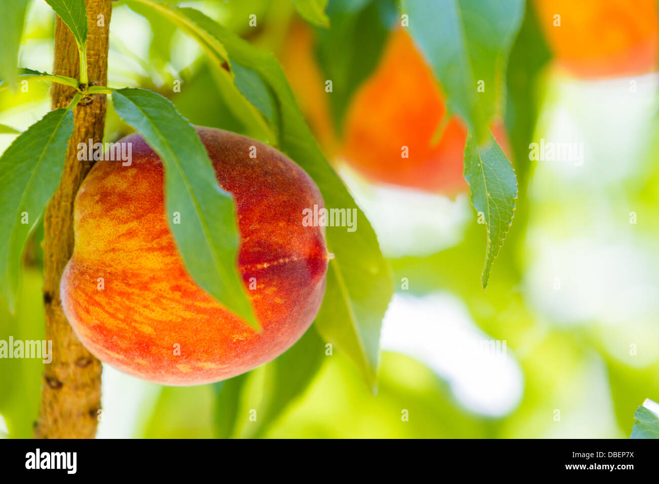 Mesa peach hi-res stock photography and images - Alamy