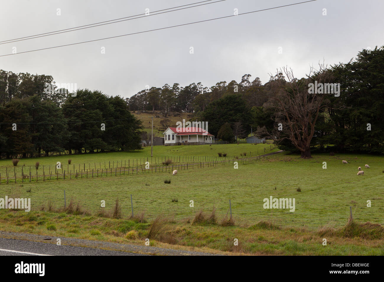 Sheep farm tasmania hi-res stock photography and images - Alamy