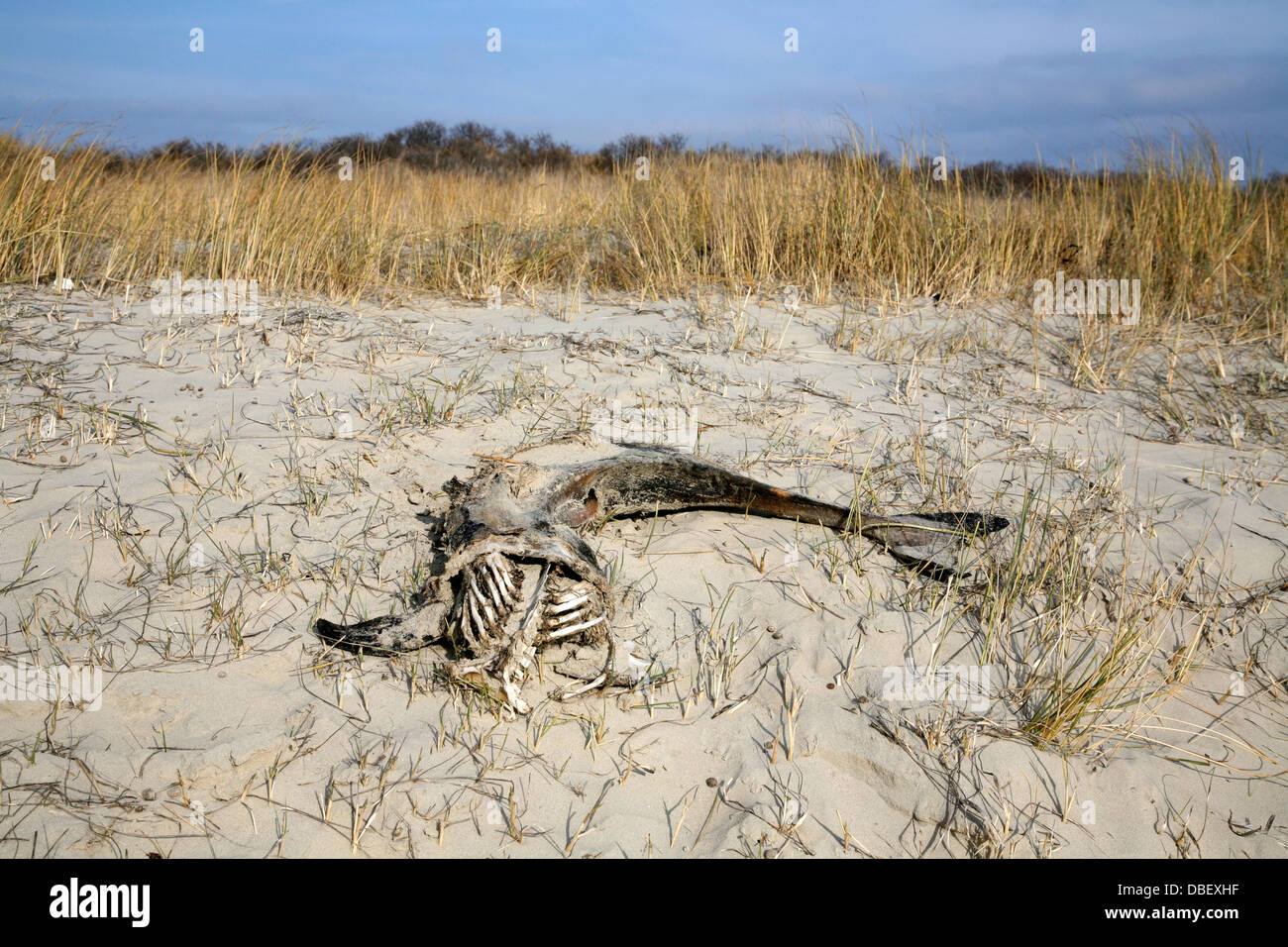 Whale ribs hi-res stock photography and images - Alamy