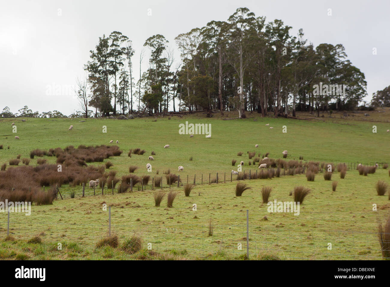 Sheep farm tasmania hi-res stock photography and images - Alamy