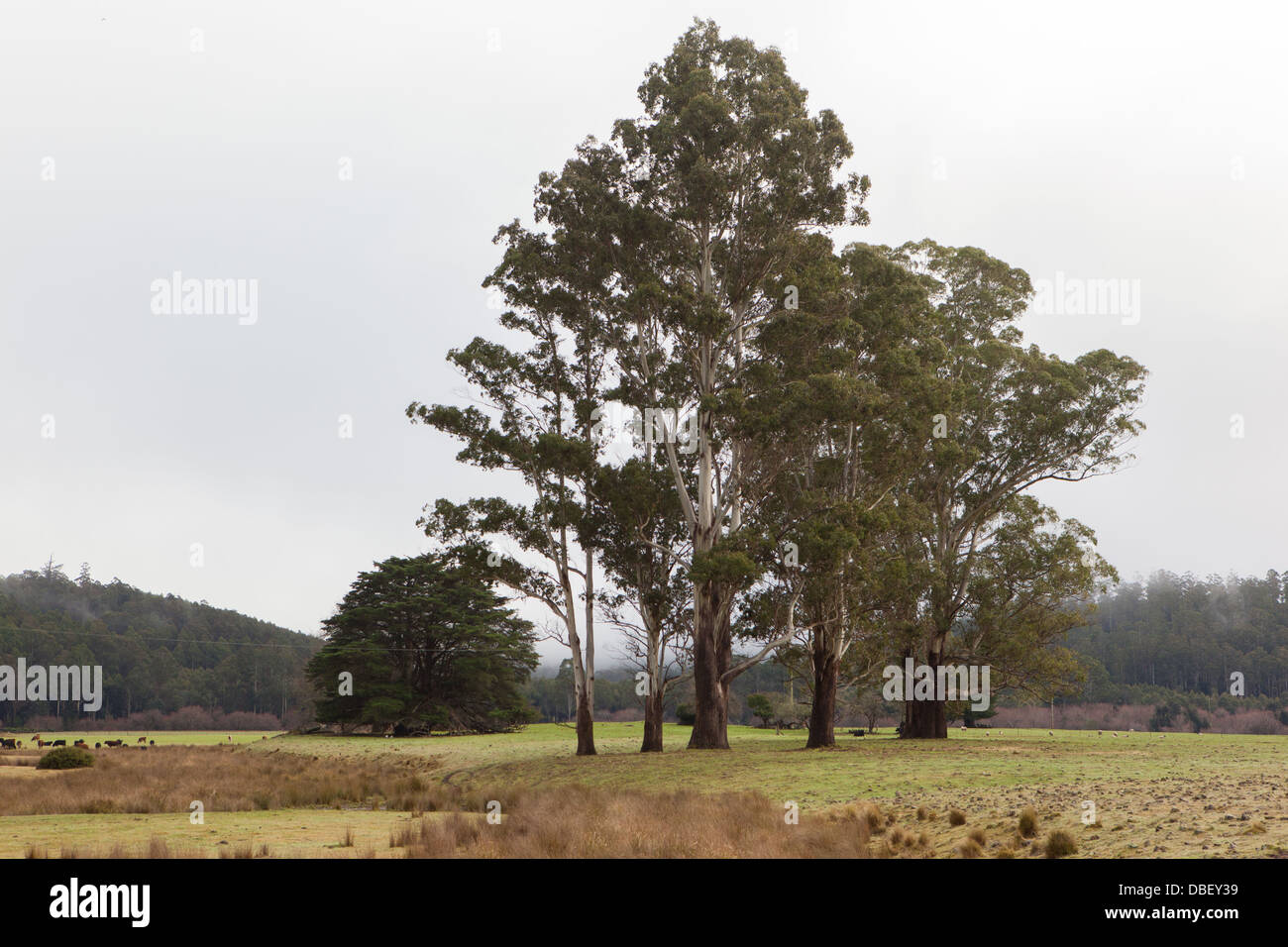 Tasmania australia gum trees hi-res stock photography and images - Alamy