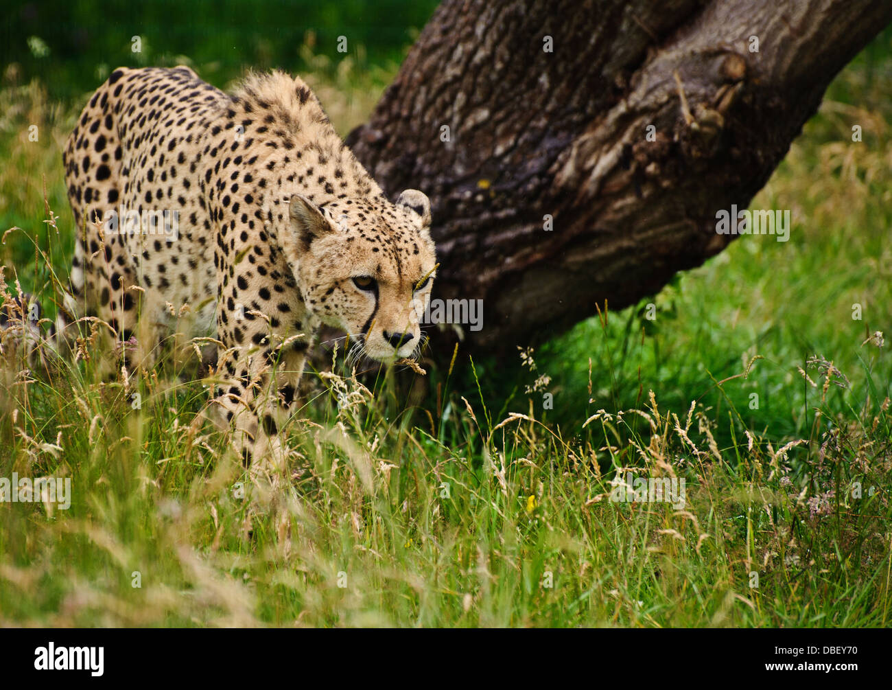 Cheetah Acinonyx Jubatus big cat in captivity Stock Photo - Alamy