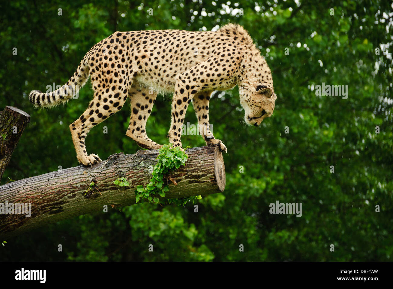 Cheetah Acinonyx Jubatus big cat in captivity Stock Photo - Alamy
