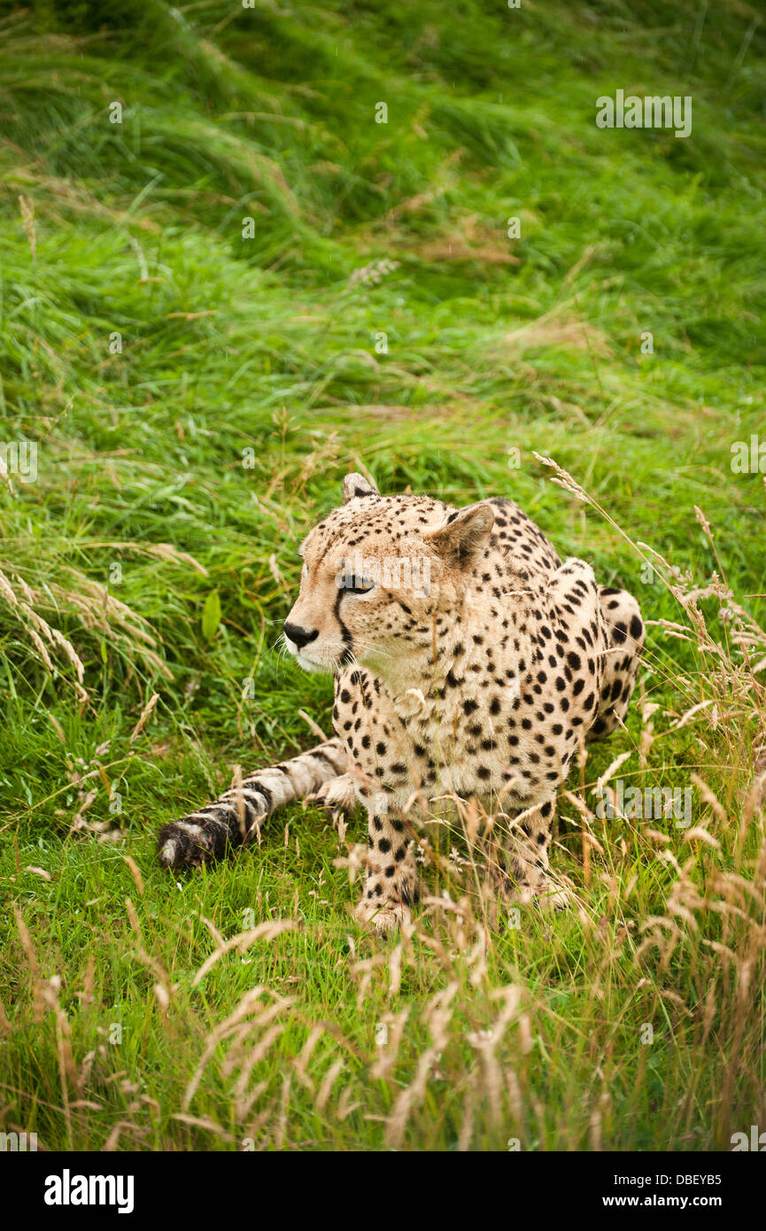 Cheetah Acinonyx Jubatus big cat in captivity Stock Photo - Alamy