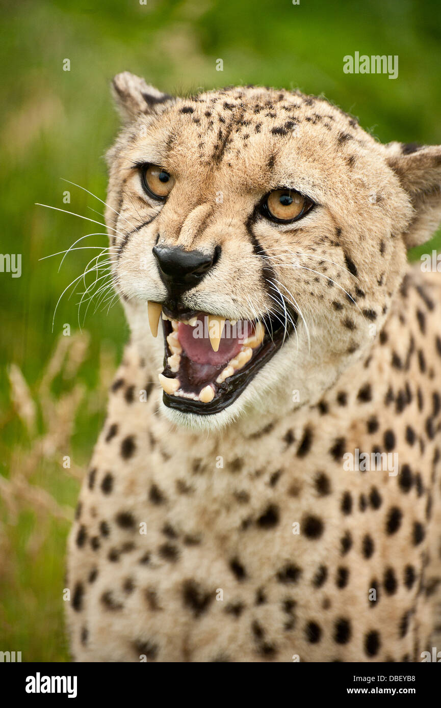 Cheetah Acinonyx Jubatus big cat in captivity Stock Photo - Alamy