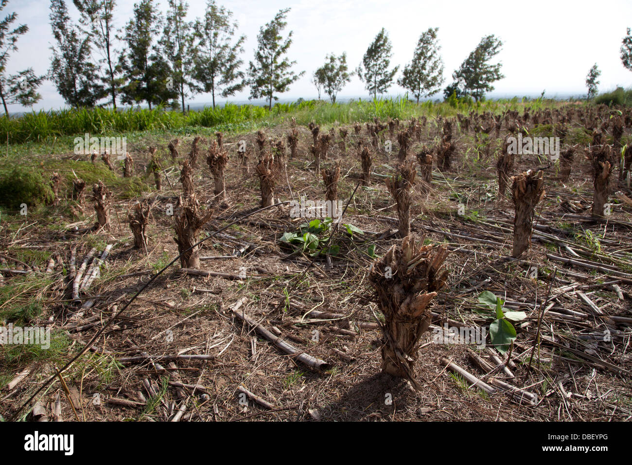Farming and processing tea tree oil for export for beauty products sold ...