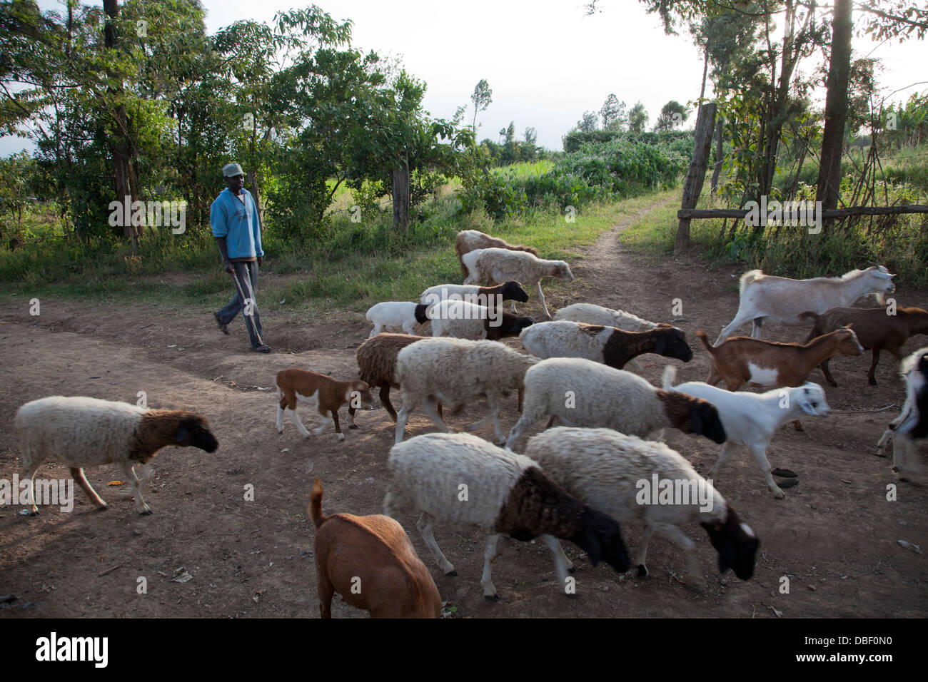 Farmer herding sheep and goats near Mount Kenya. Kenya Stock Photo - Alamy