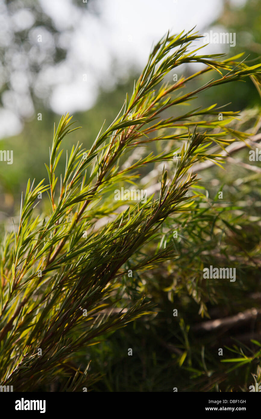 Oil for export hi-res stock photography and images - Alamy