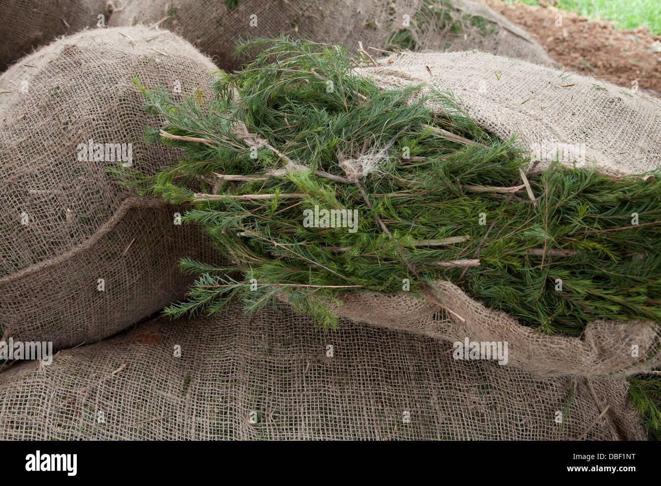 Tea tree oil farming hi-res stock photography and images - Alamy