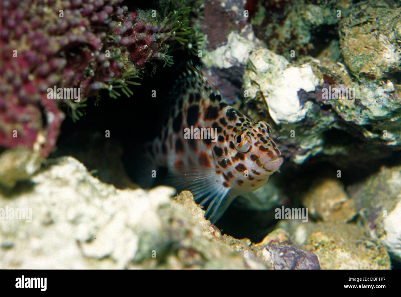 Coral hawkfish, Cirrhitichthys oxycephalus, Cirrhitidae, Indo-Pacific ...