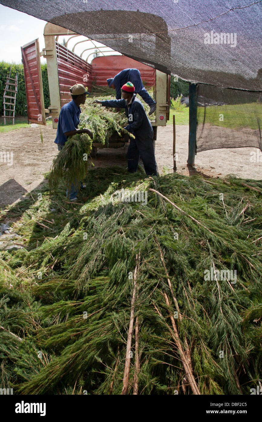 Farming and processing tea tree oil for export for beauty products sold ...