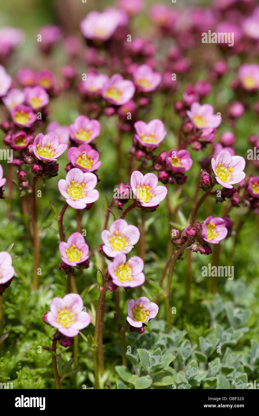 Alpine saxifrage hi-res stock photography and images - Alamy