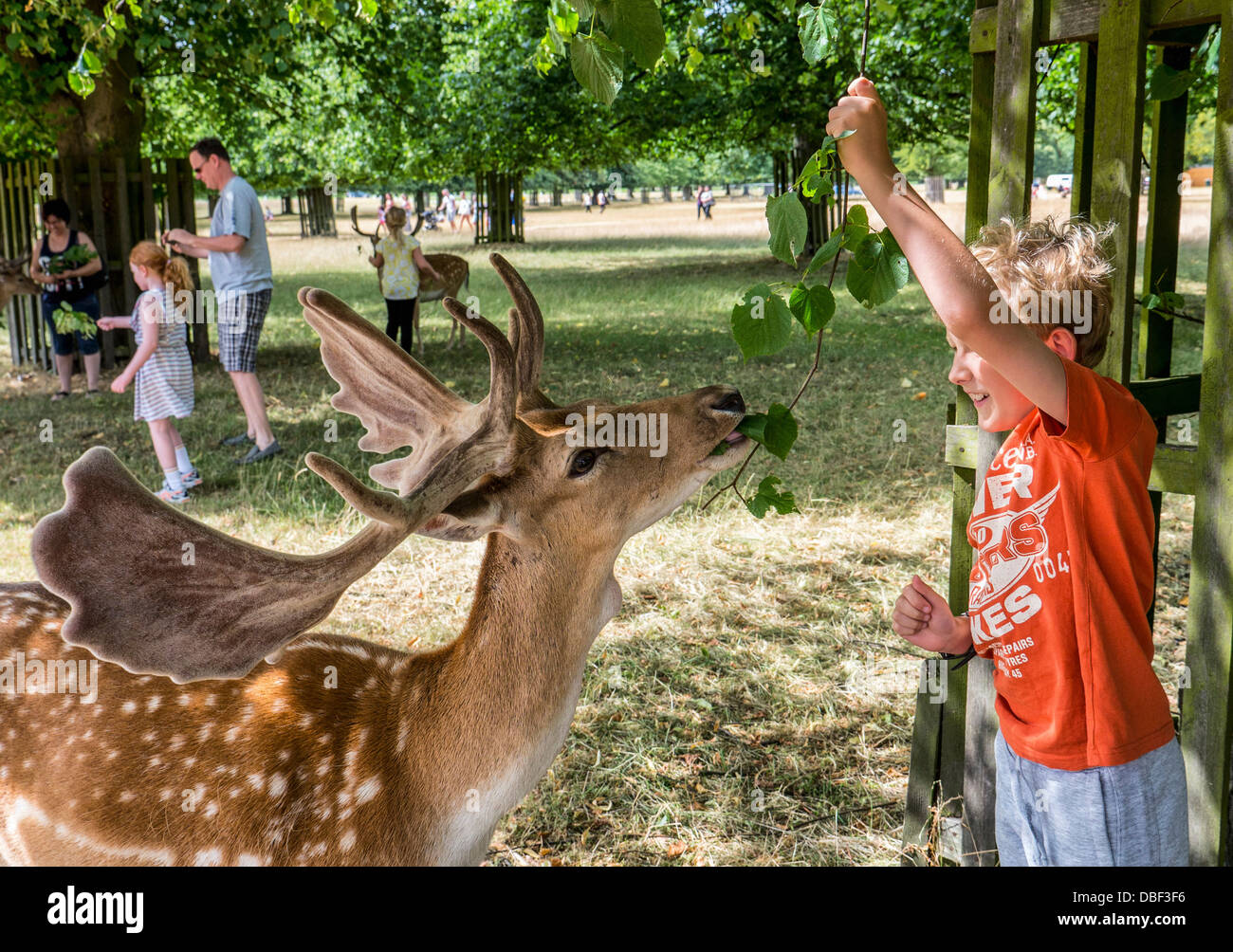 Child fallow deer buck feed feeding hi-res stock photography and images ...