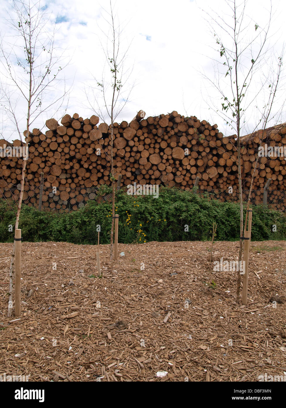 Newly planted trees in front of logging storage area, Devon, UK 2013 ...