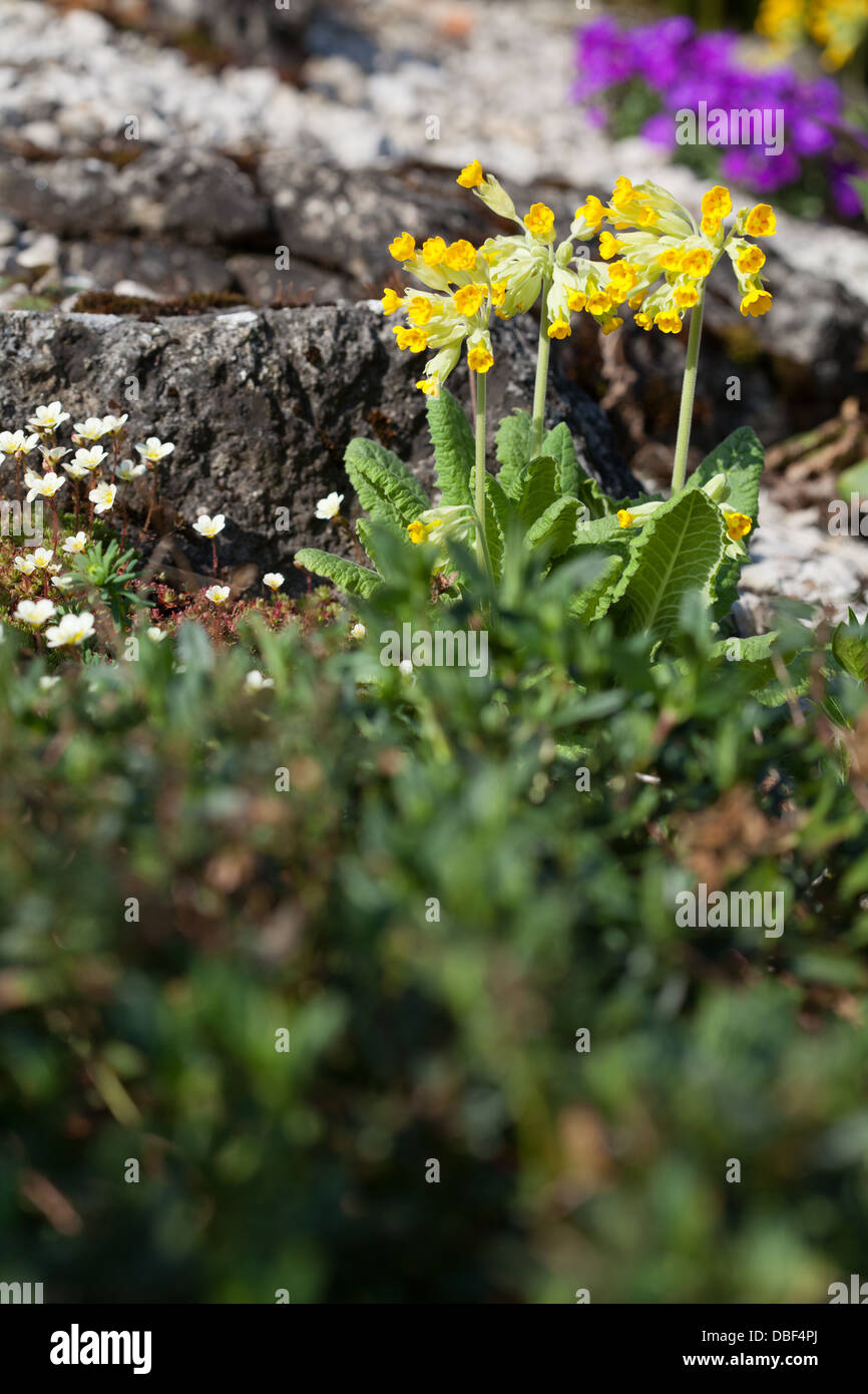 Native cowslips cowslip hi-res stock photography and images - Alamy