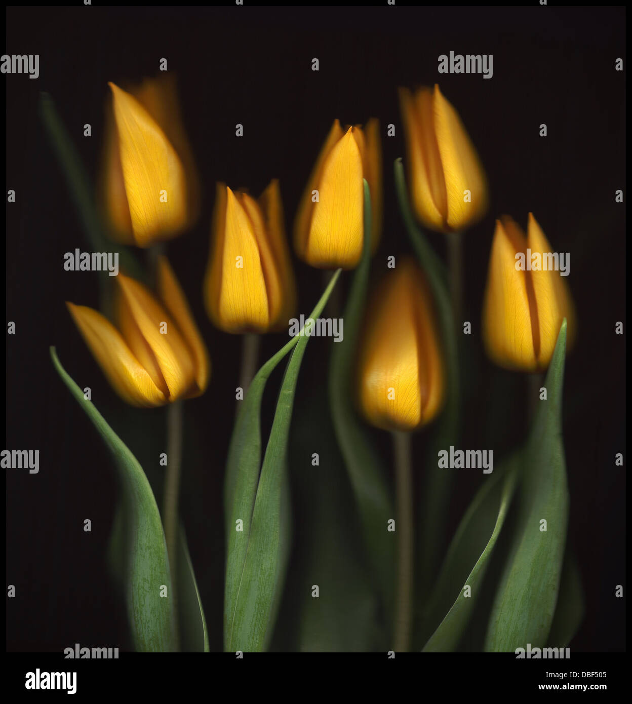 Scanned flowers hi-res stock photography and images - Alamy