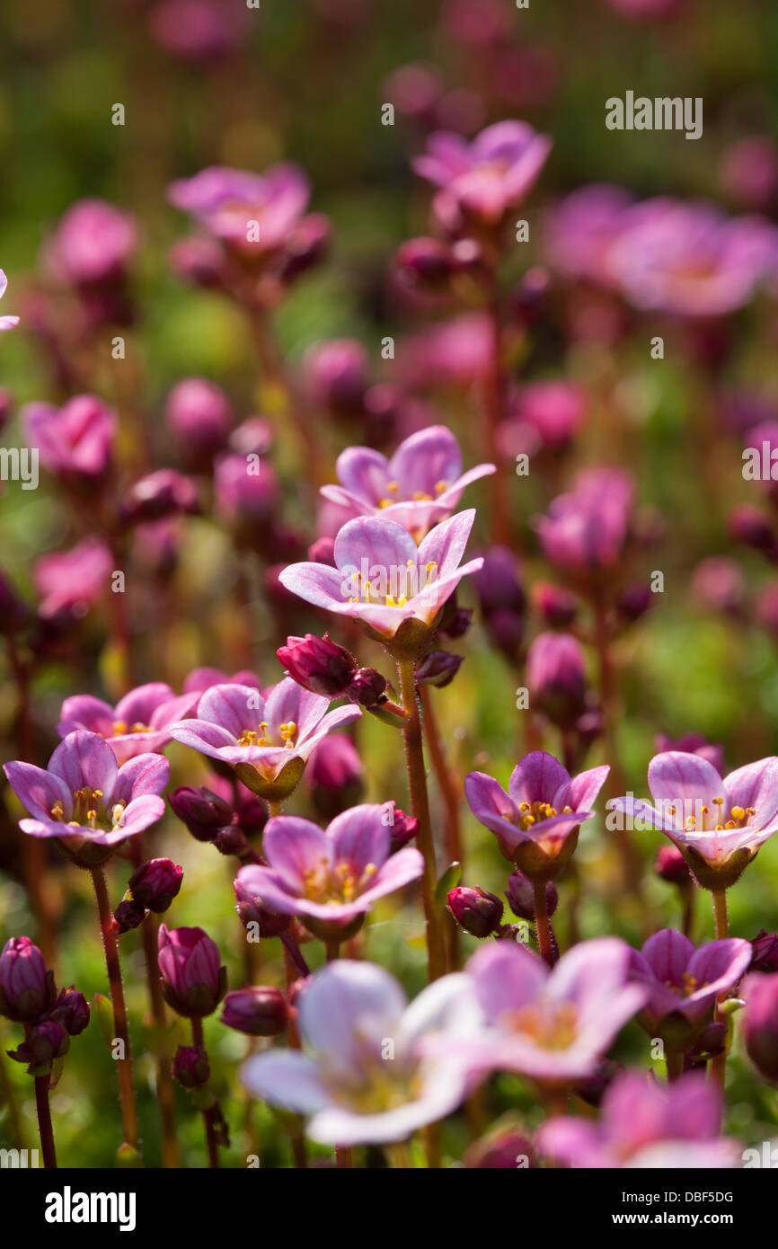 Pink saxifrage hi-res stock photography and images - Alamy