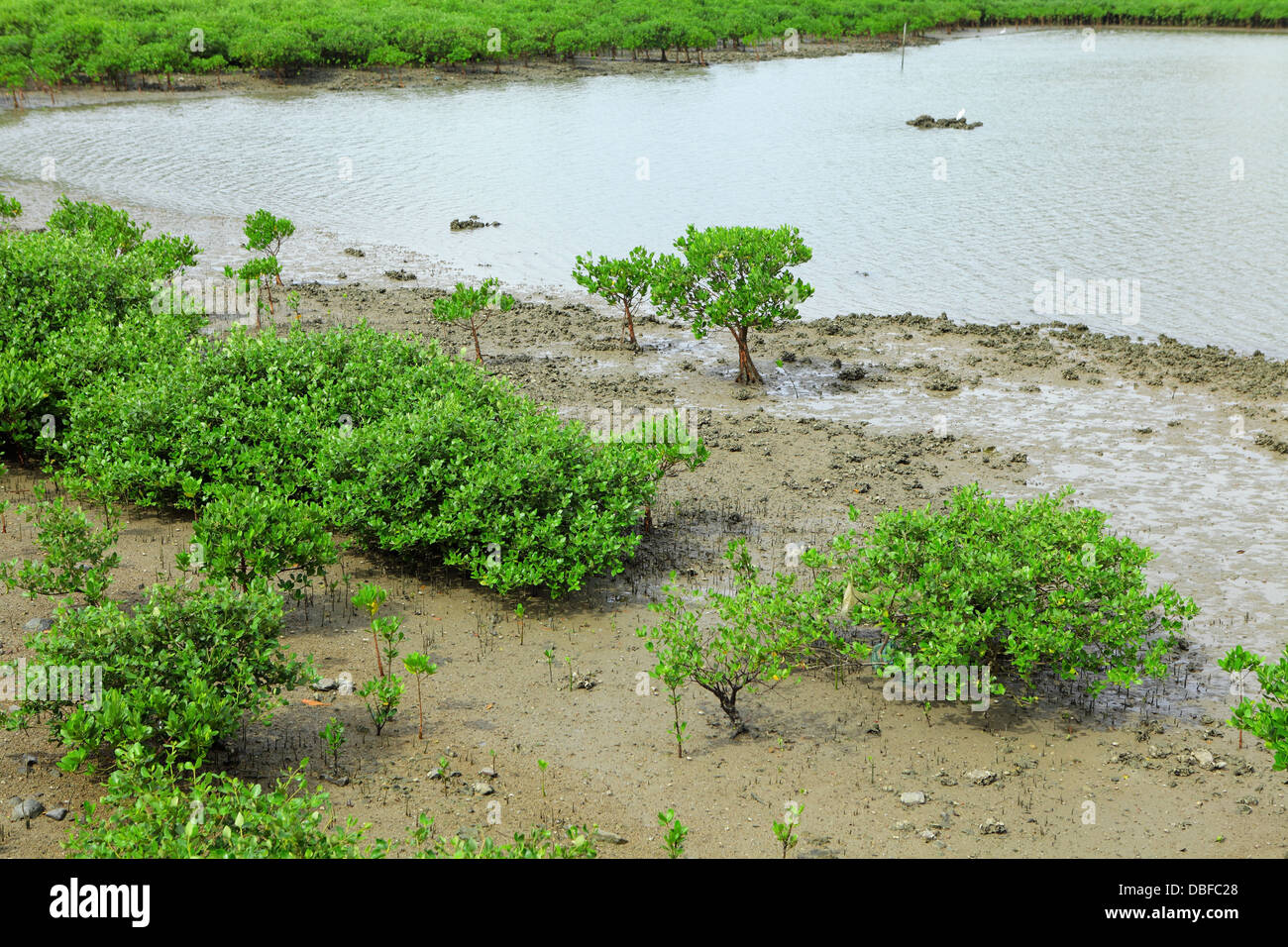 Red Mangroves forest Stock Photo - Alamy