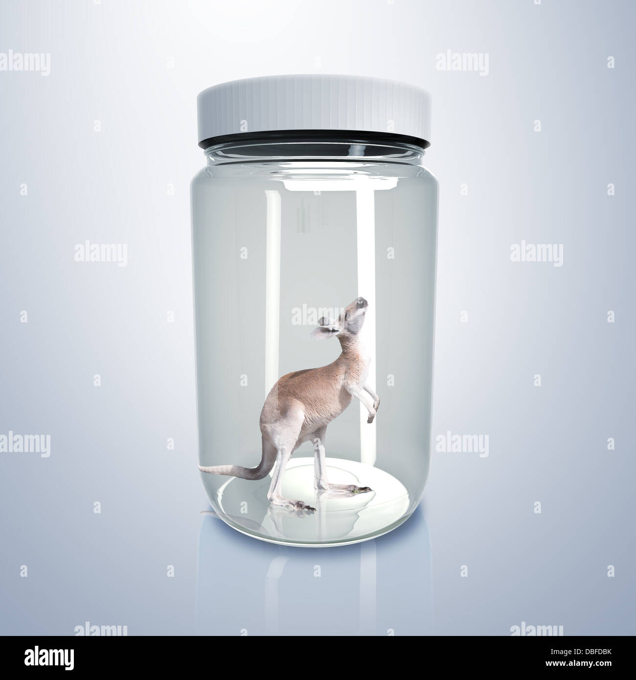 Kangaroo inside a glass jar Stock Photo - Alamy