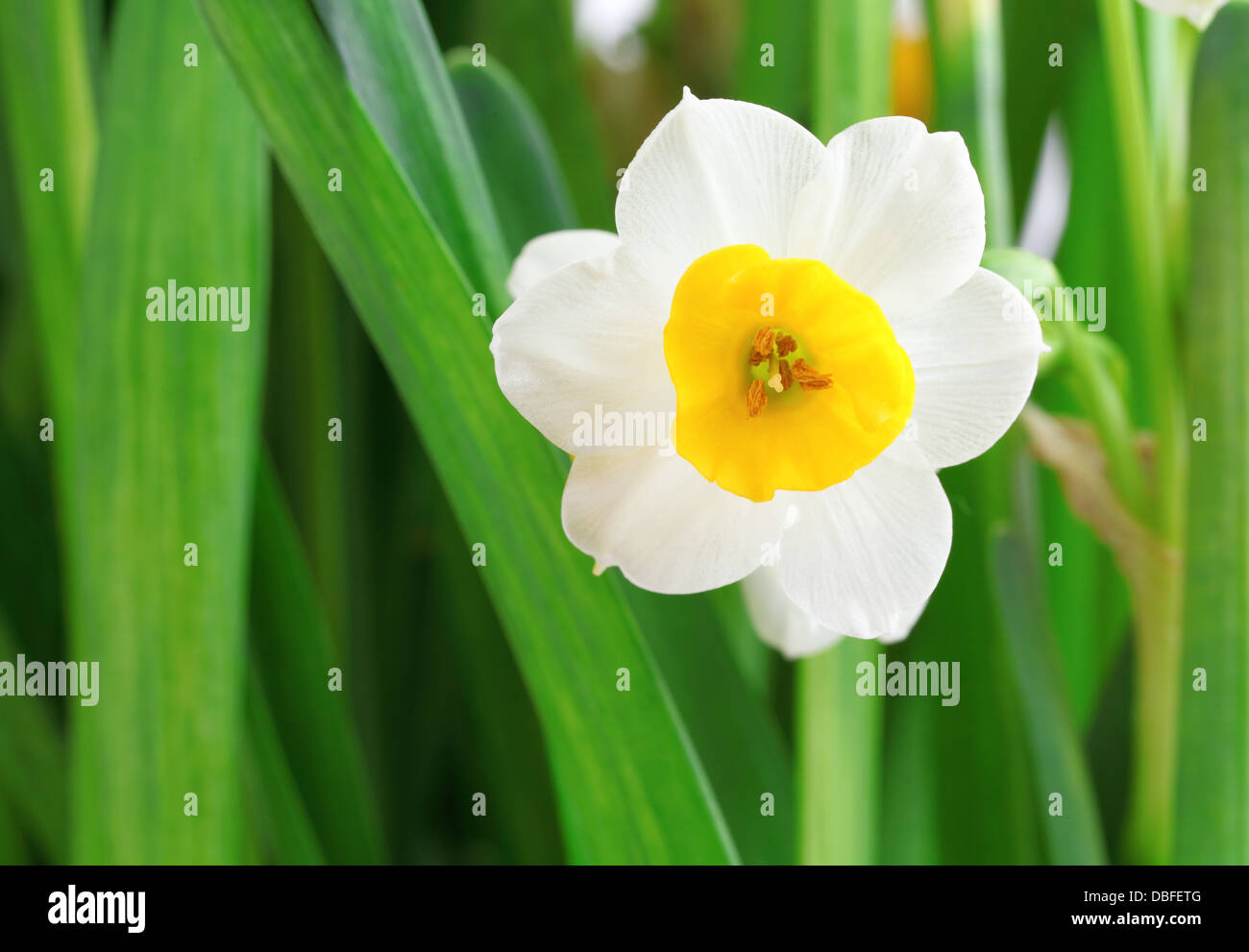 Water narcissus chinese new year hi-res stock photography and images ...