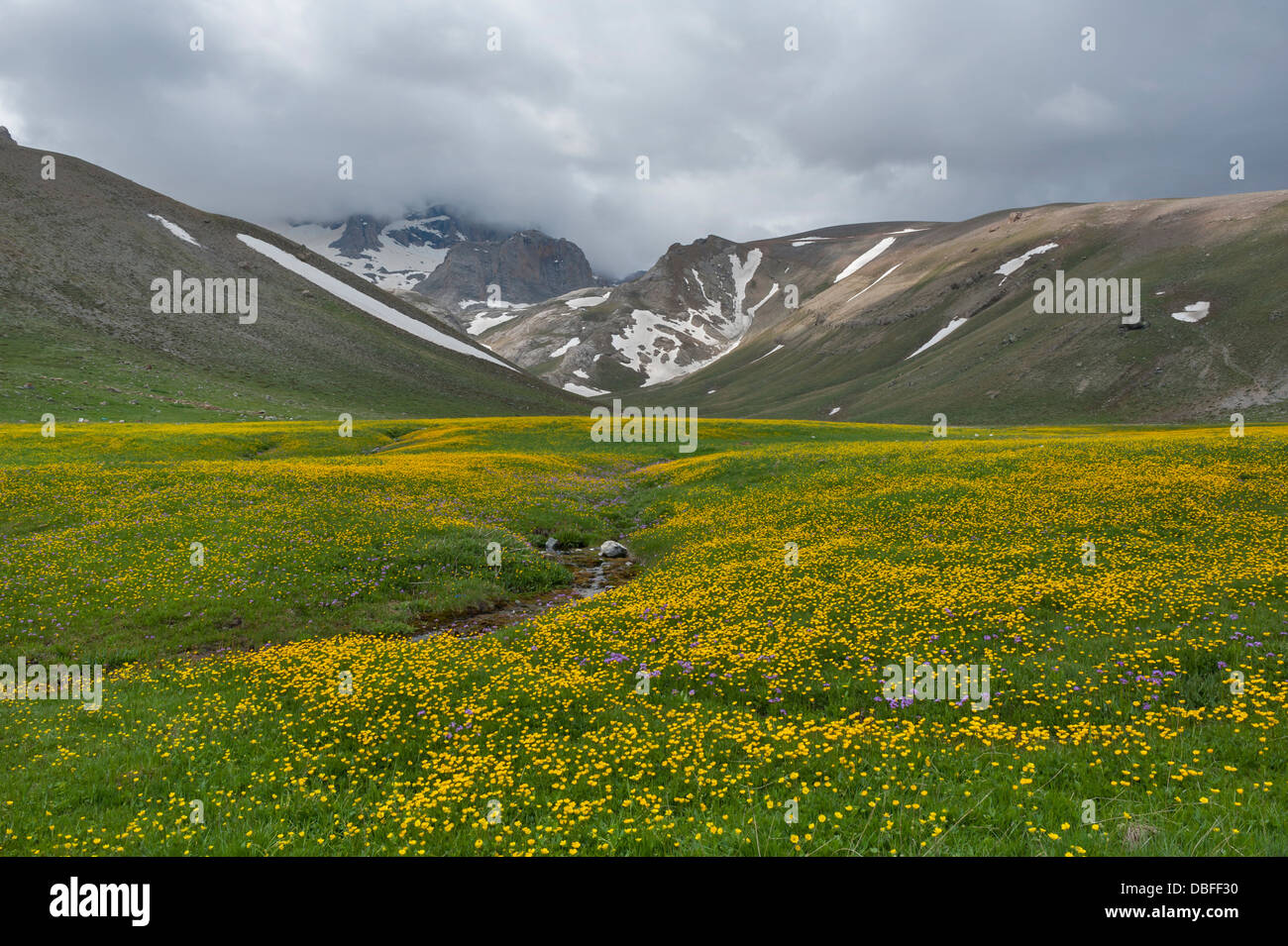 Turkey flowers hi-res stock photography and images - Alamy
