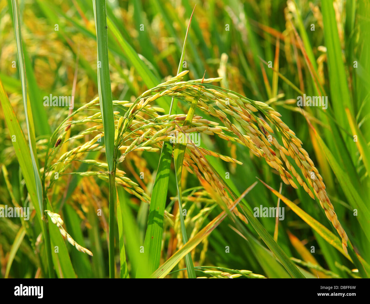 Rice in field Stock Photo - Alamy