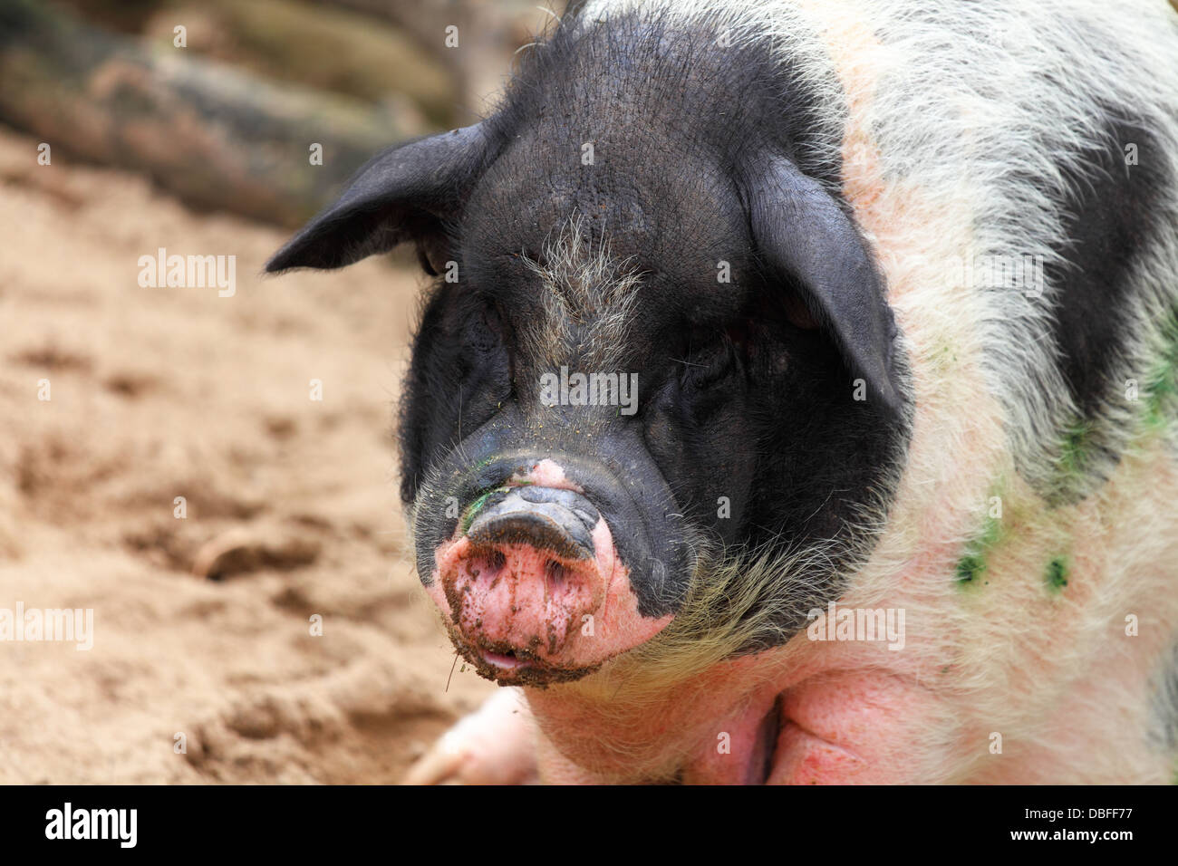 Fat pig obese hi-res stock photography and images - Alamy