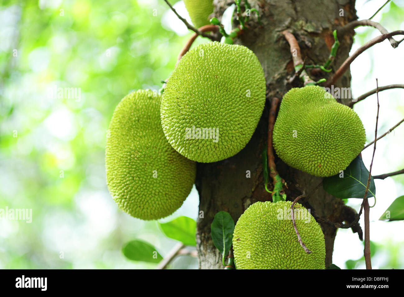 Jack fruits hi-res stock photography and images - Alamy