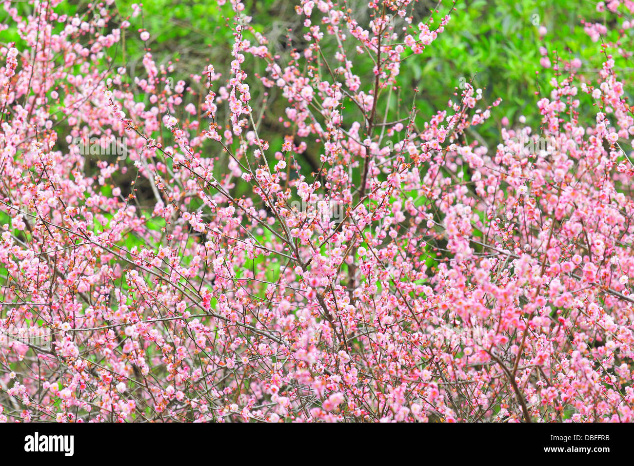 plum flower blossom Stock Photo - Alamy