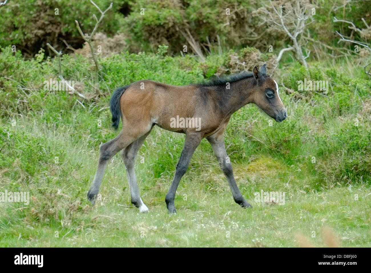 Young foal welsh mountain pony Stock Photo - Alamy