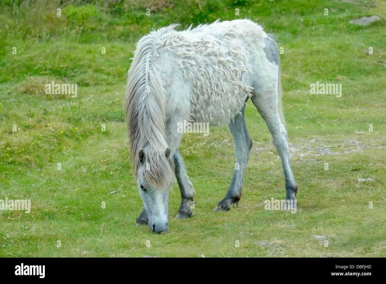 Hairy Pony in need of grooming grazing on Conwy Mountain North Wales ...