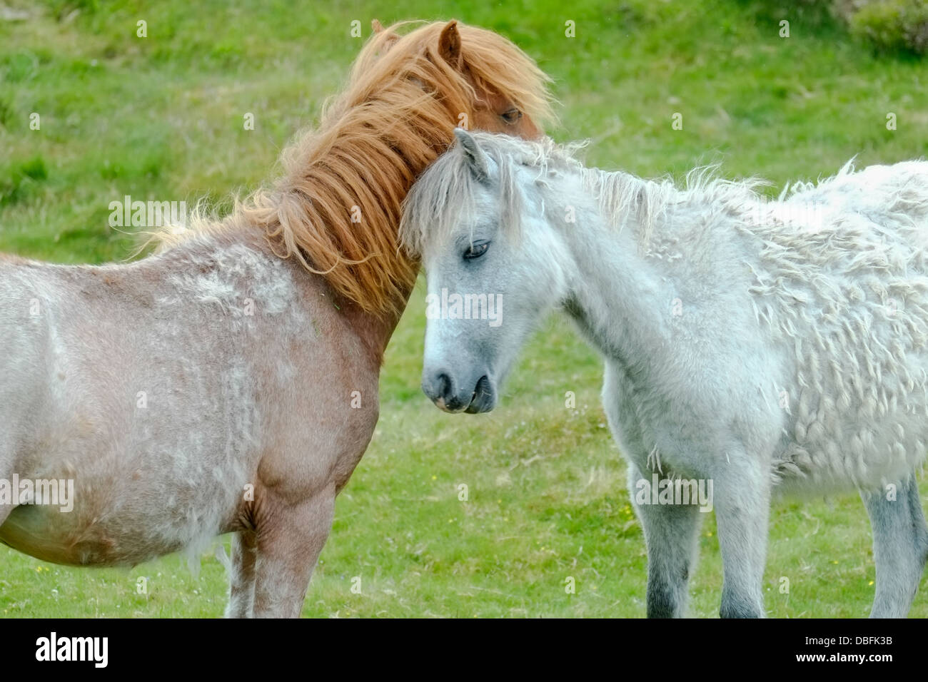 Two Welsh Mountain Ponies Stock Photo - Alamy