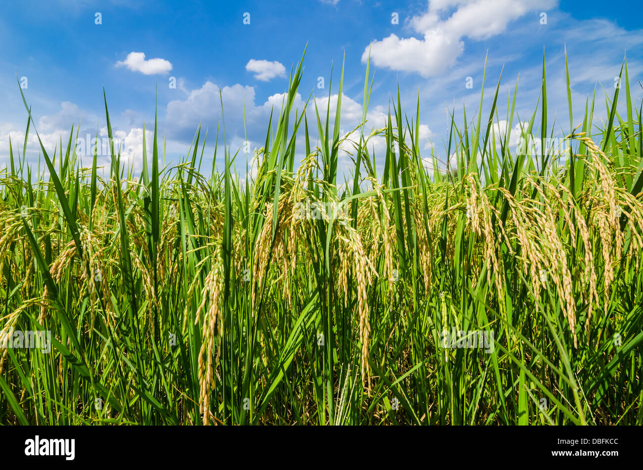 Rice field in Thailand in the agriculture industry concept Stock Photo ...